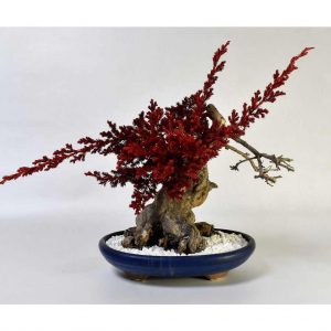 枯盆栽｜ドライ盆栽｜枯れ盆栽｜dry-bonsai