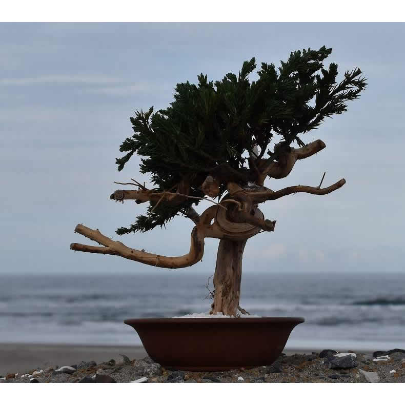 枯盆栽｜ドライ盆栽｜枯れ盆栽｜dry-bonsai