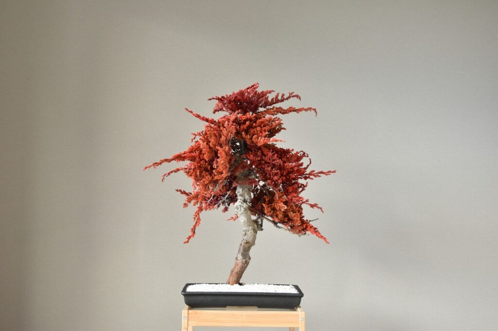 ドライ盆栽【紅葉】 DRY BONSAI | DRY BONSAI｜ドライ盆栽｜枯れ盆栽