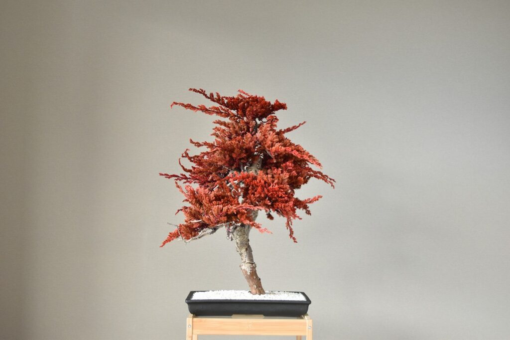 ドライ盆栽【紅葉】 DRY BONSAI | DRY BONSAI｜ドライ盆栽｜枯れ盆栽