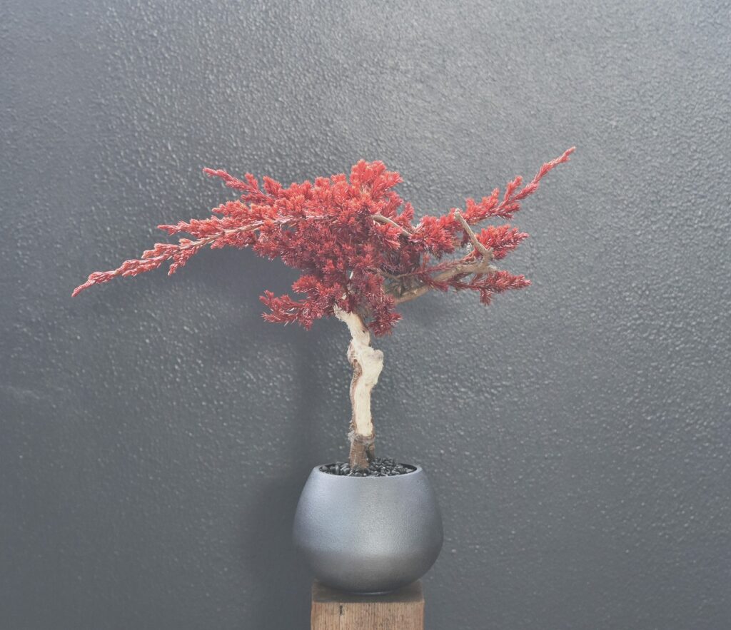 枯盆栽｜ドライ盆栽｜枯れ盆栽｜プリザーブド盆栽｜dry-bonsai