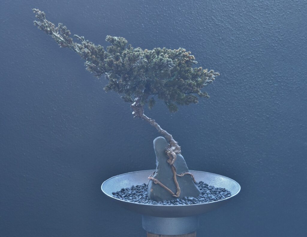 枯盆栽｜ドライ盆栽｜枯れ盆栽｜プリザーブド盆栽｜dry-bonsai