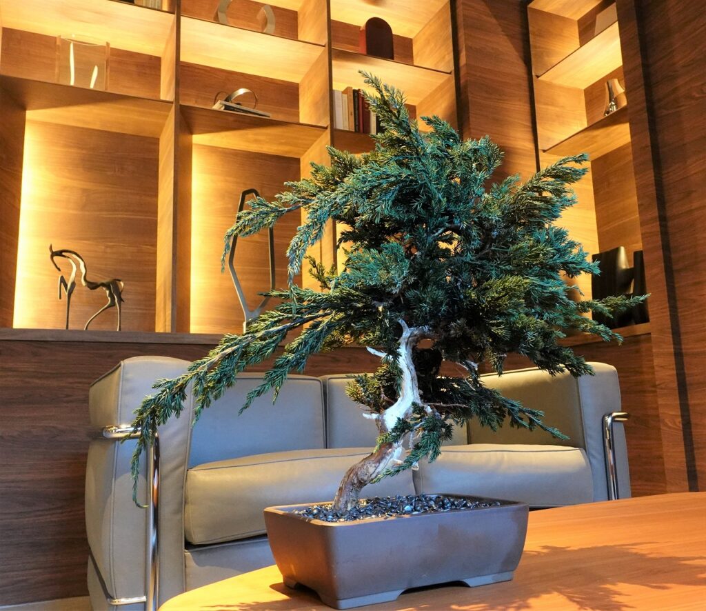 枯盆栽｜ドライ盆栽｜枯れ盆栽｜プリザーブド盆栽｜dry-bonsai