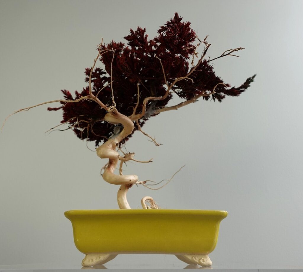 枯盆栽｜ドライ盆栽｜枯れ盆栽｜プリザーブド盆栽｜dry-bonsai