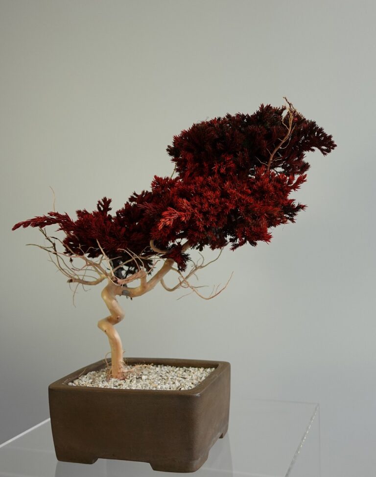 ドライ盆栽【赤龍】 DRY BONSAI | DRY BONSAI｜ドライ盆栽｜枯れ盆栽