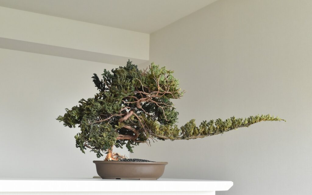 ドライ盆栽【躍進】 DRY BONSAI | DRY BONSAI｜ドライ盆栽｜枯れ盆栽