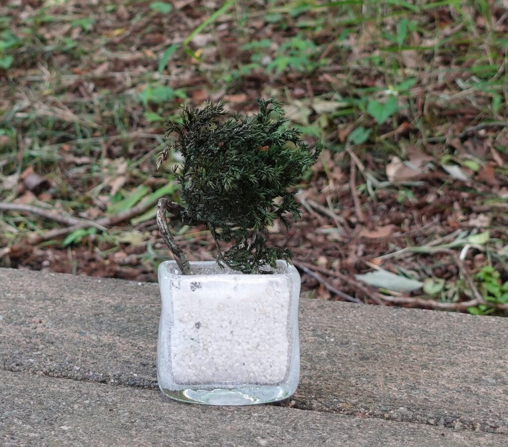 枯盆栽｜ドライ盆栽｜枯れ盆栽｜プリザーブド盆栽｜dry-bonsai