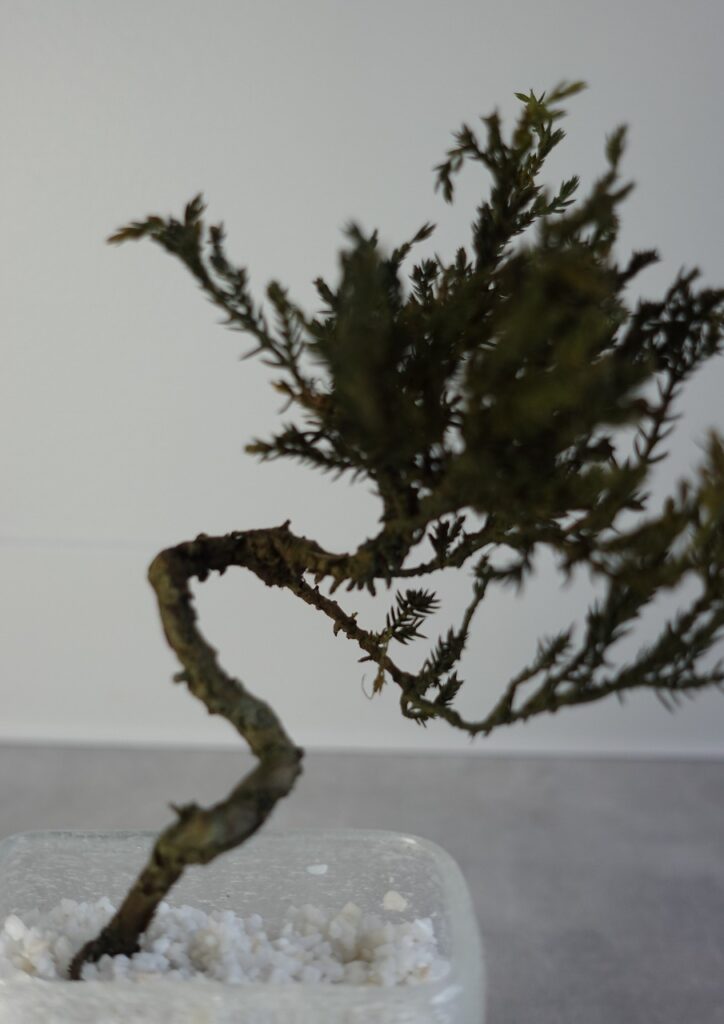 5 | DRY BONSAI｜ドライ盆栽｜枯れ盆栽